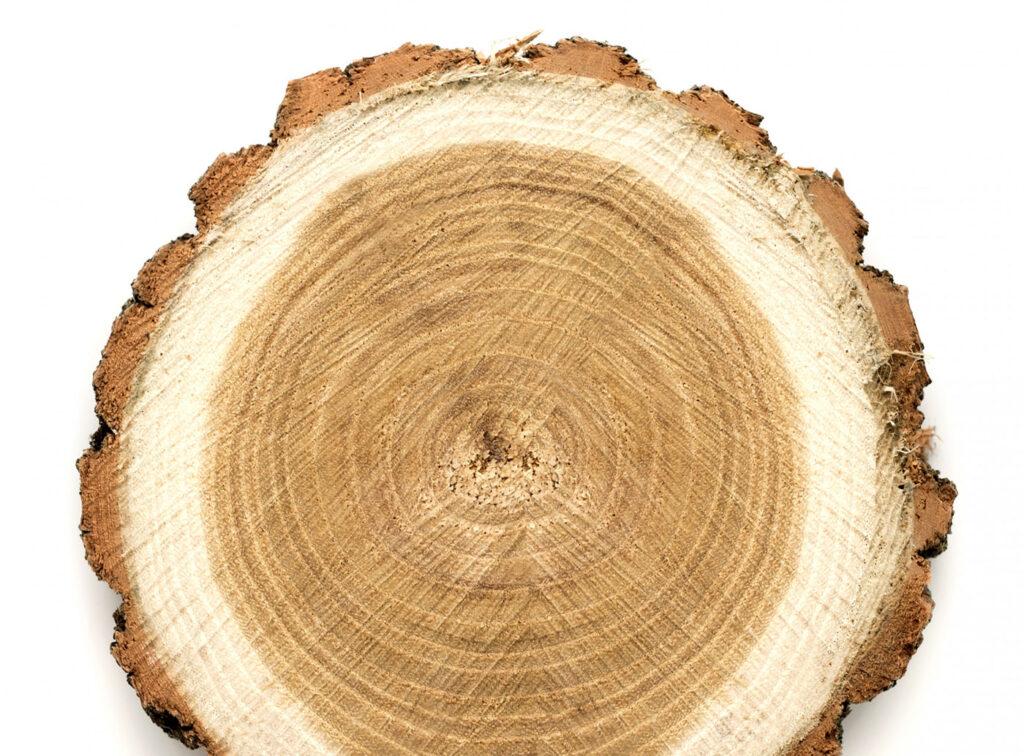 Roteiche - Deine Tischlerei